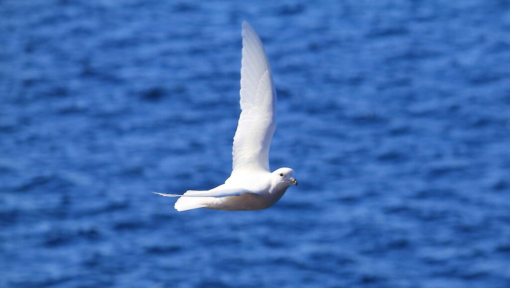 Snow petrel — Australian Antarctic Program