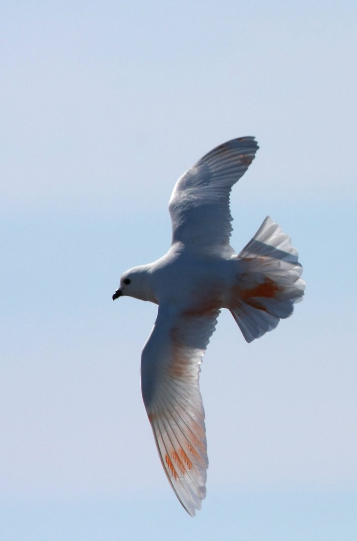 Snow petrel — Australian Antarctic Program