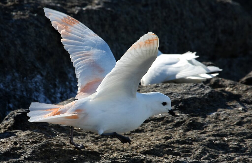 Snow petrel — Australian Antarctic Program