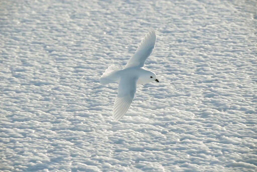 Snow petrel — Australian Antarctic Program