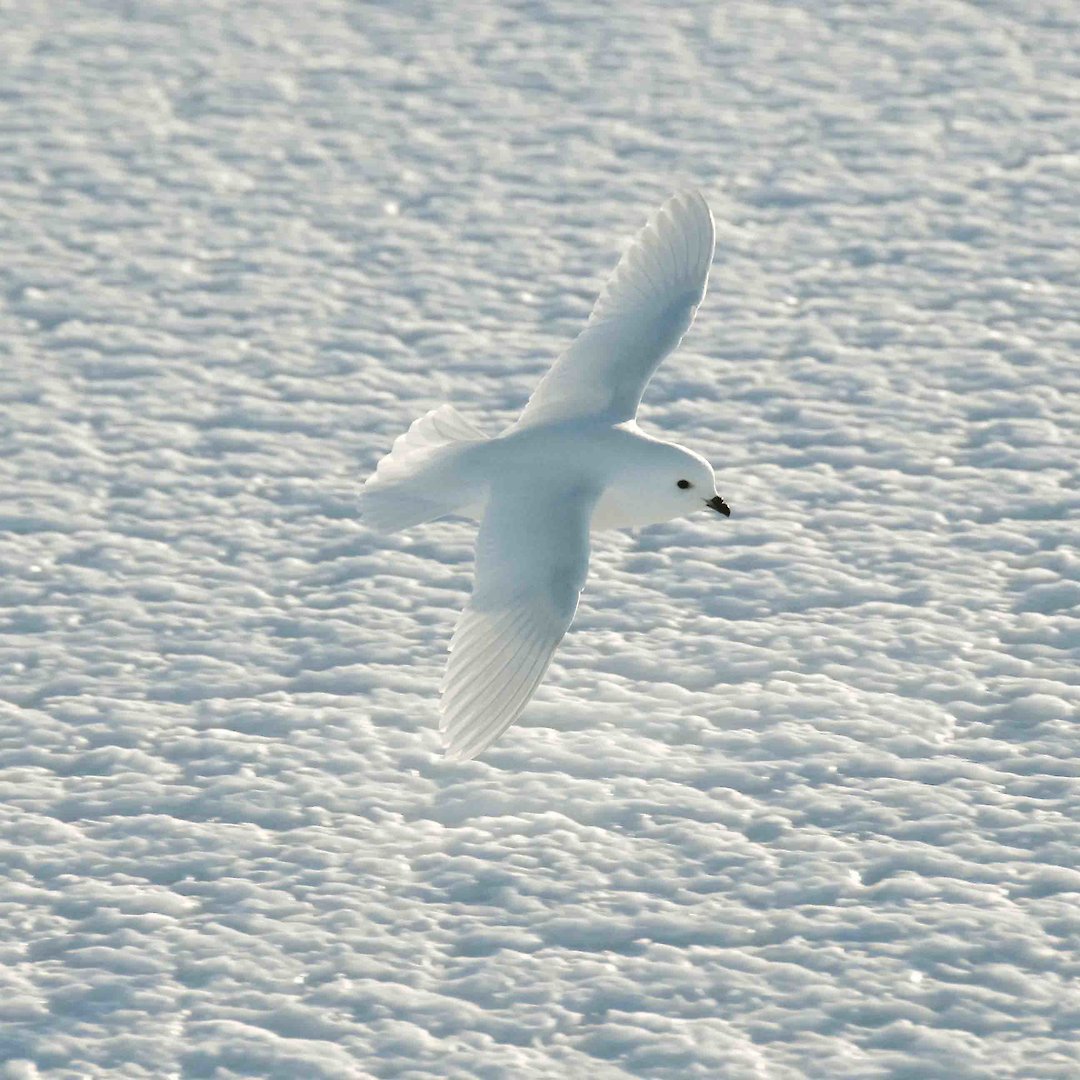Snow petrel — Australian Antarctic Program