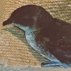 Petrels and shearwaters — Australian Antarctic Program