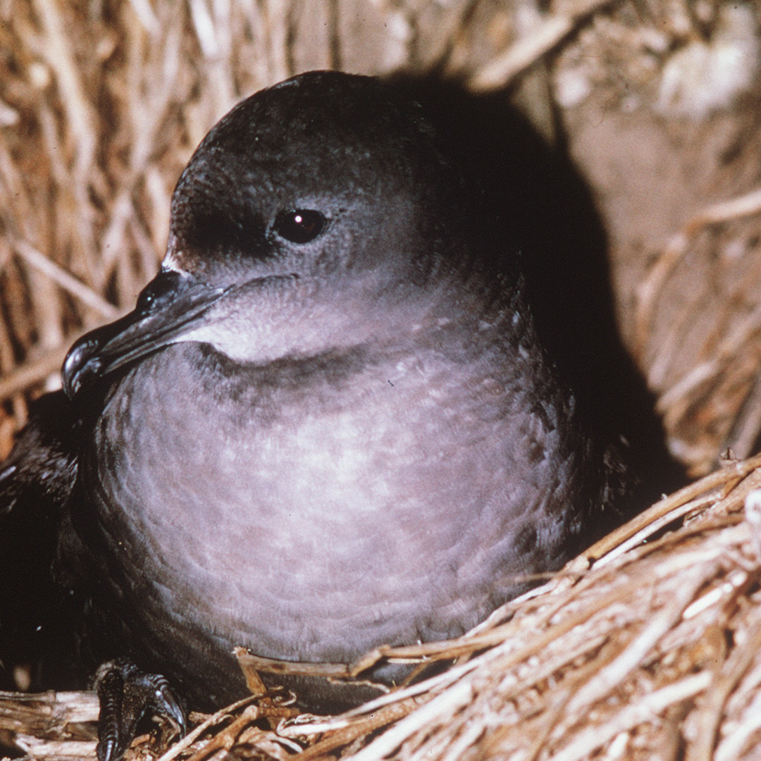 Short-tailed shearwater — Australian Antarctic Program