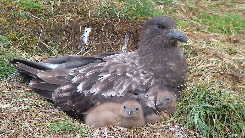 Subantarctic skua — Australian Antarctic Program