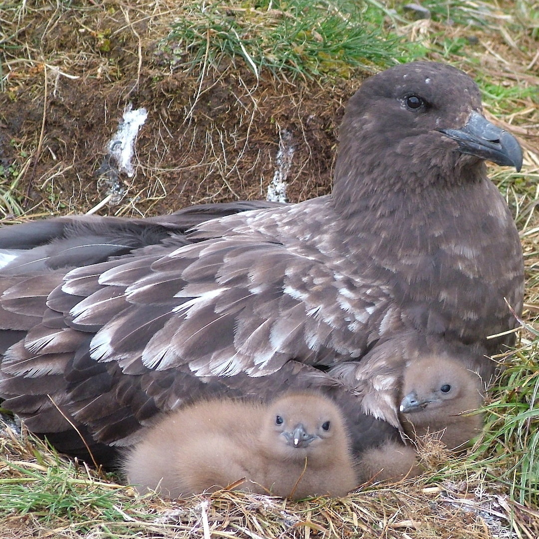 Subantarctic skua — Australian Antarctic Program