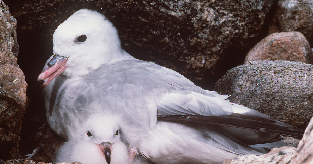 Southern fulmar – Australian Antarctic Program