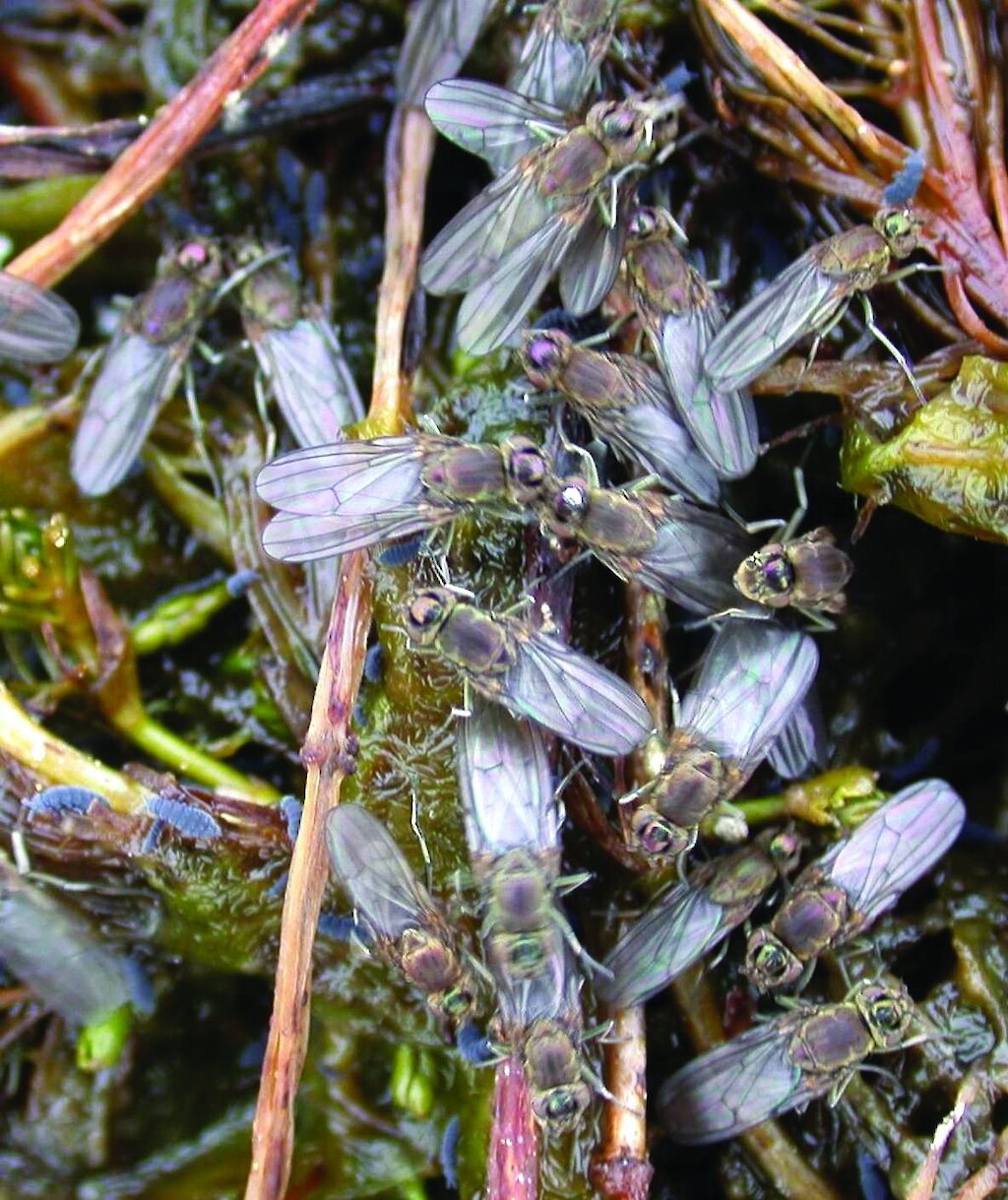 Land invertebrates — Australian Antarctic Program