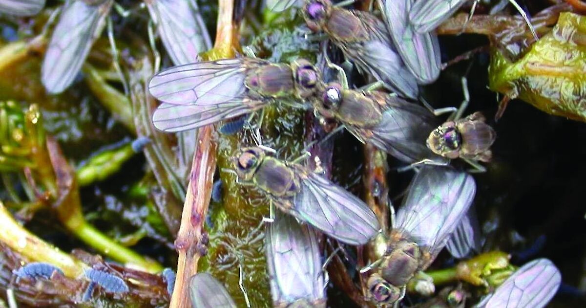 Land invertebrates – Australian Antarctic Program