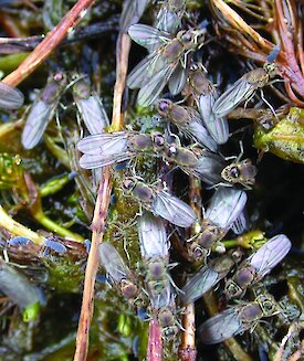 Land invertebrates — Australian Antarctic Program