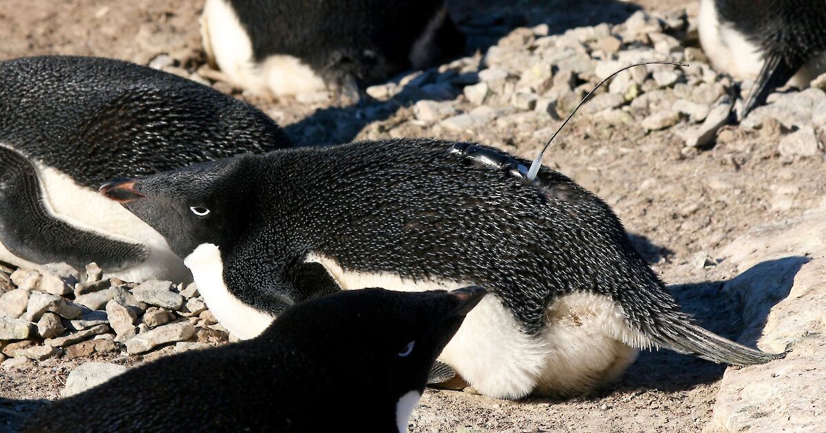 Satellite tracking – Australian Antarctic Program