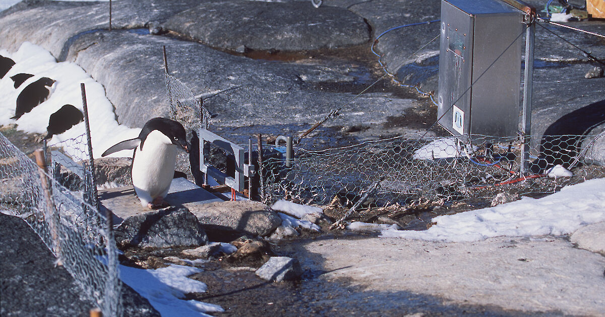 Automated Penguin Monitoring System – Australian Antarctic Program