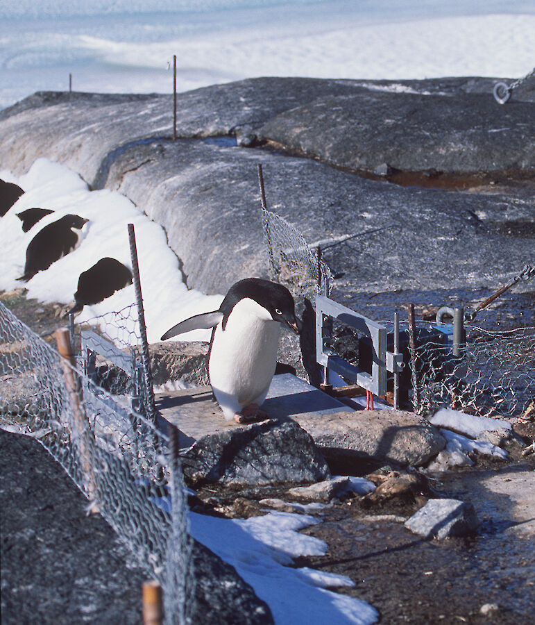 Automated Penguin Monitoring System – Australian Antarctic Program