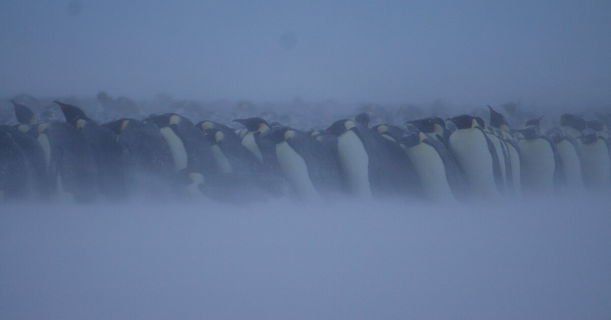 Emperor penguin – Australian Antarctic Program