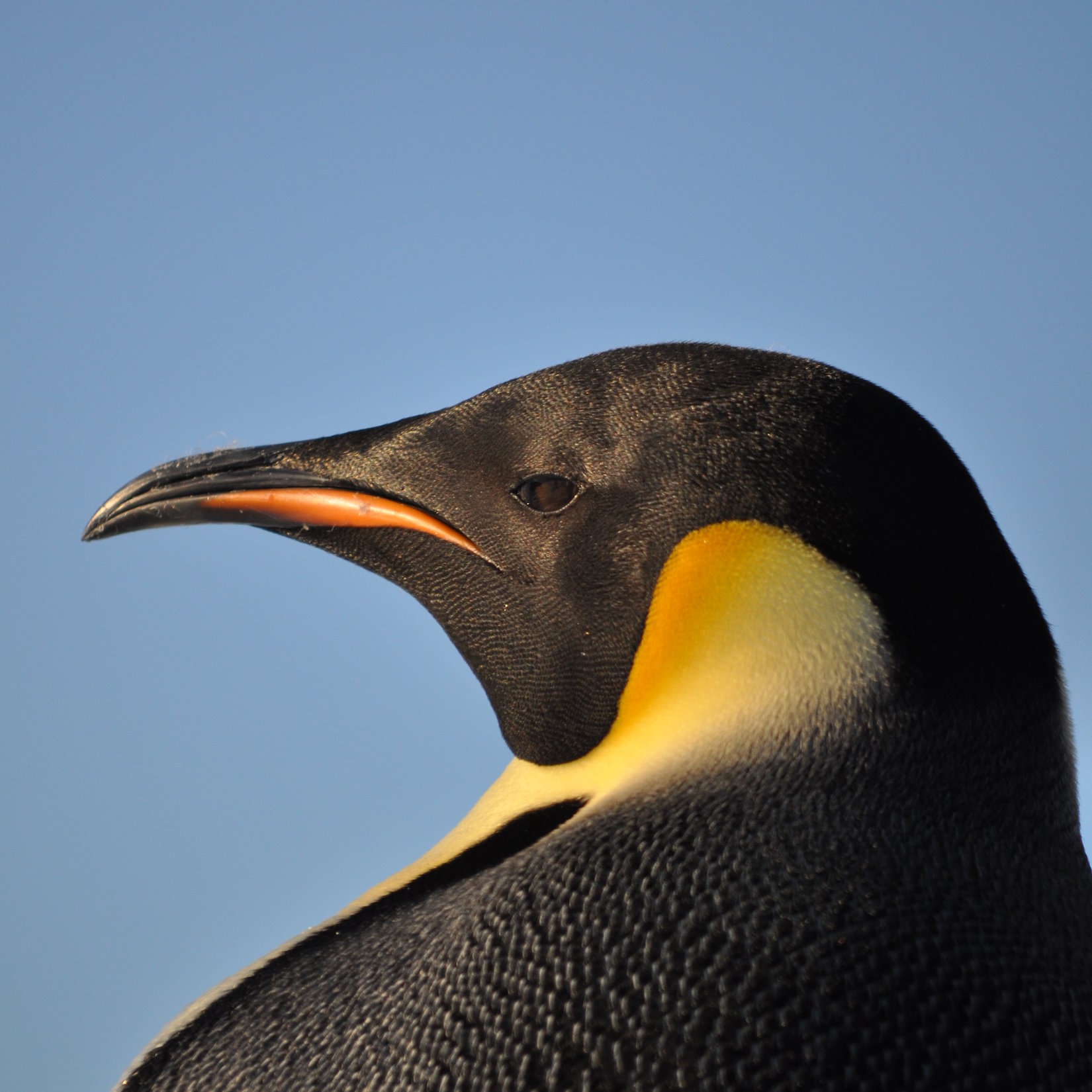 Penguins photo gallery — Australian Antarctic Program