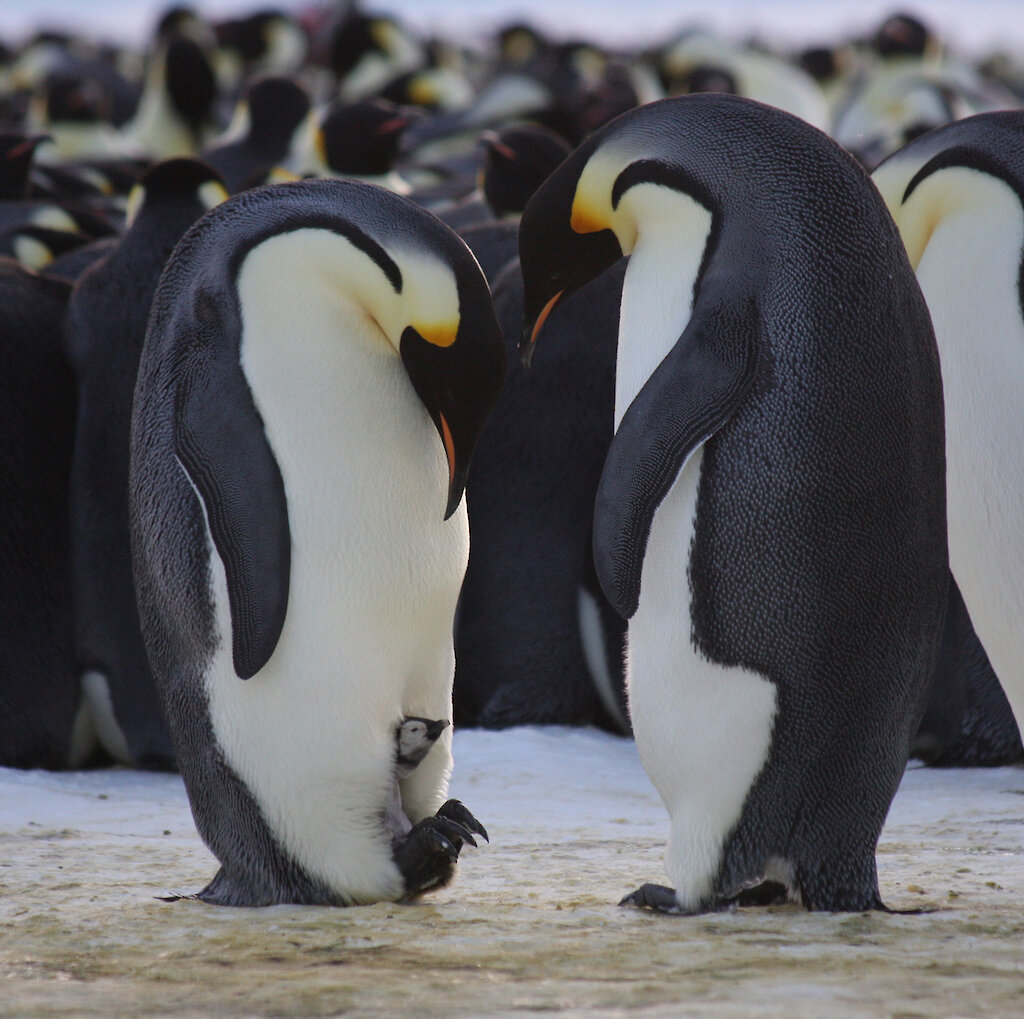 Emperor Penguin Breeding Cycle Australian Antarctic Program