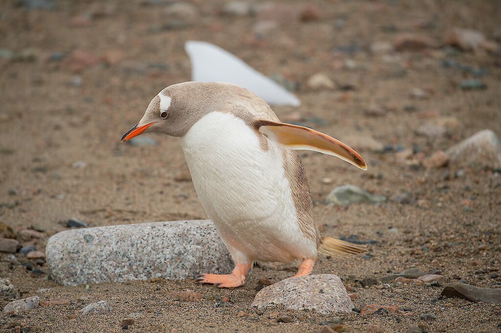 Unusual penguins — Australian Antarctic Program