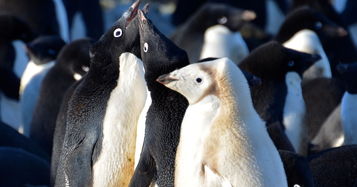 Unusual penguins — Australian Antarctic Program