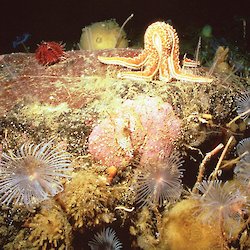 Antarctic animals — Australian Antarctic Program