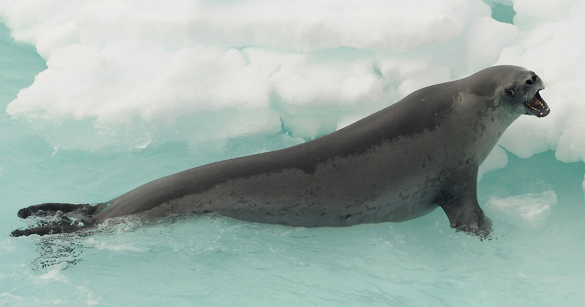 Crabeater Seal Teeth