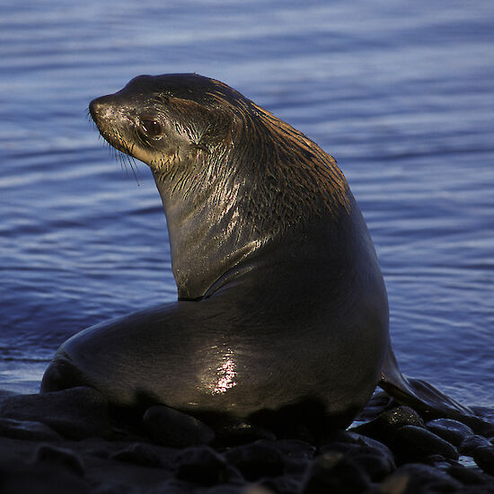 Seals photo gallery — Australian Antarctic Program