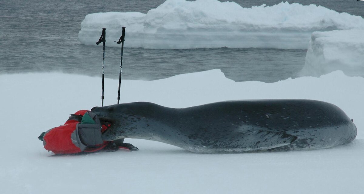 Leopard seals – Australian Antarctic Program
