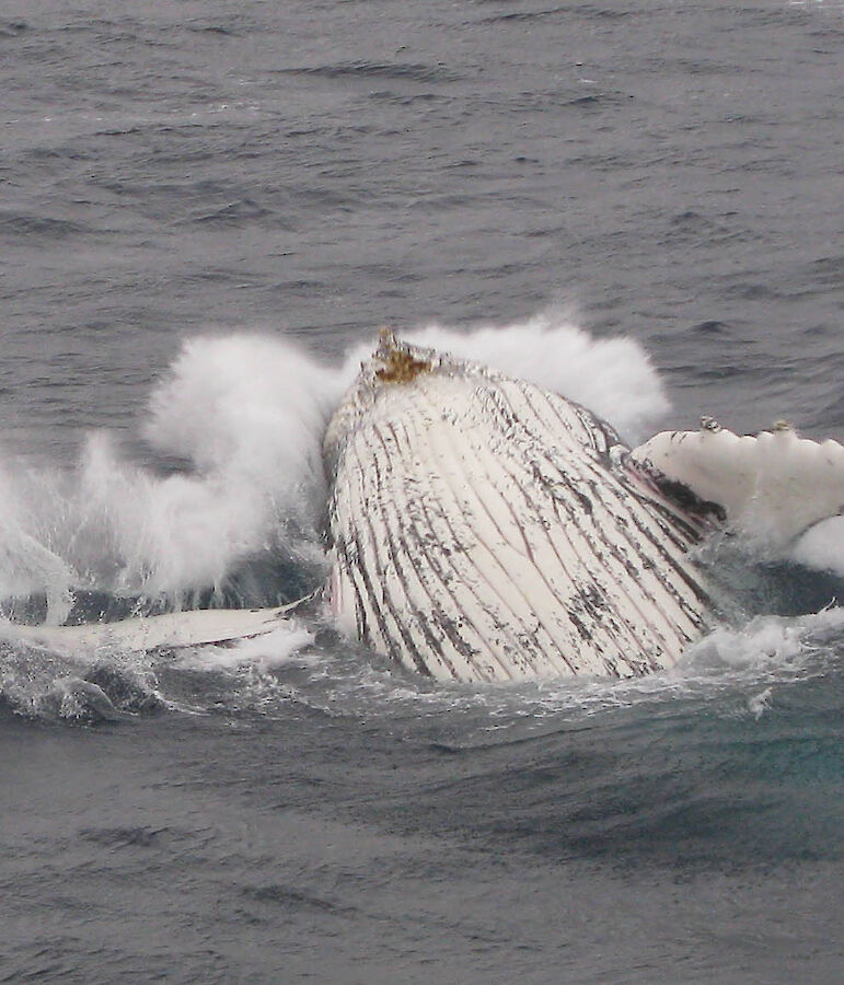 Baleen whales and fisheries interactions – Australian Antarctic Program