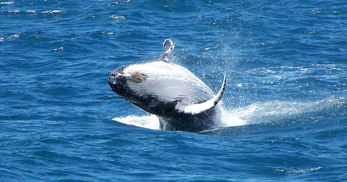 Baleen whales and fisheries interactions – Australian Antarctic Program