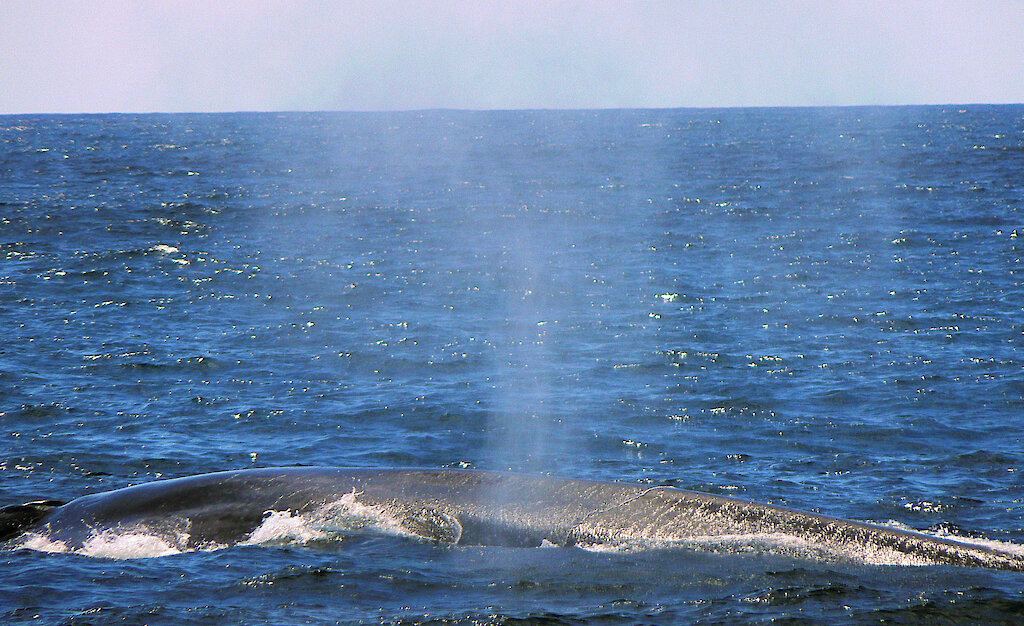 Blue whale — Australian Antarctic Program