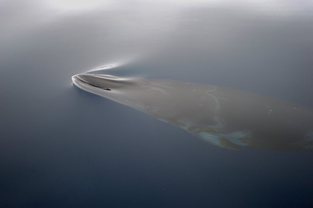 Minke whale — Australian Antarctic Program