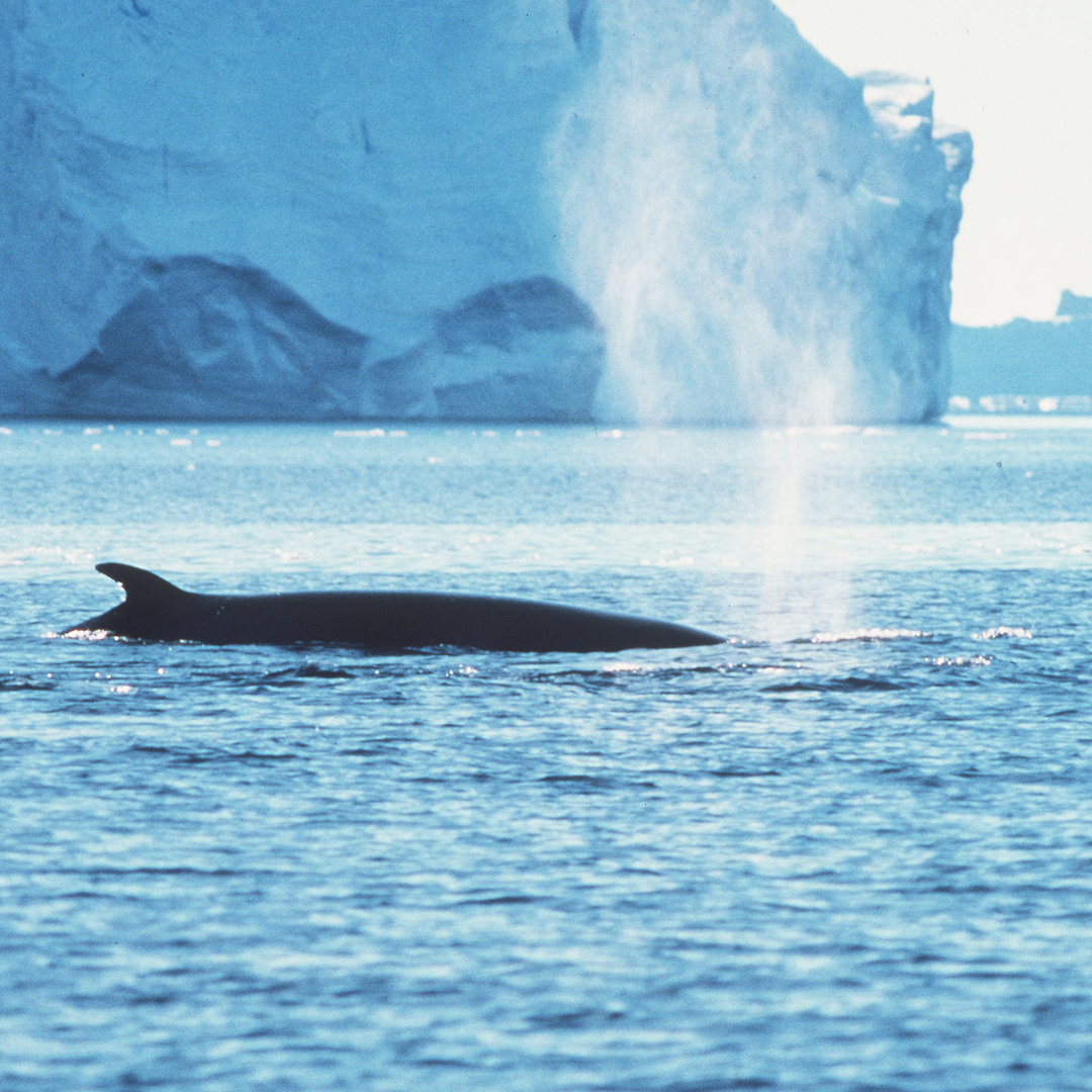 Fin whale — Australian Antarctic Program