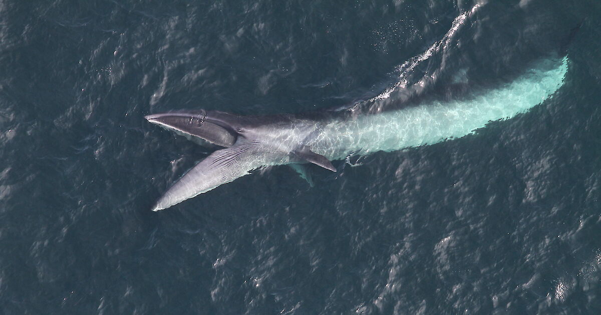Sei whale – Australian Antarctic Program