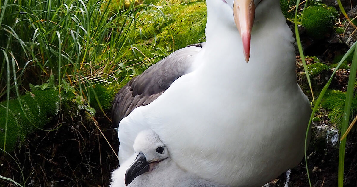 Logging the feeding habits of black-browed albatross – Magazine Issue ...