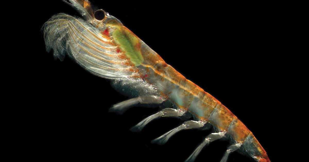 What have we learnt about krill? – Magazine Issue 34: June 2018 ...