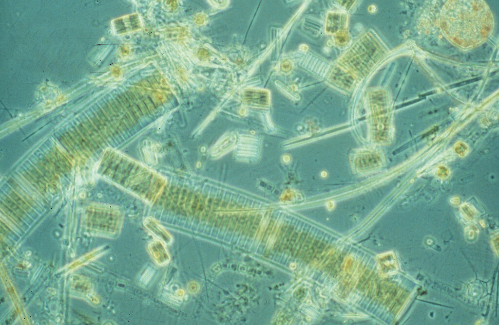 Plants and microbes — Australian Antarctic Program