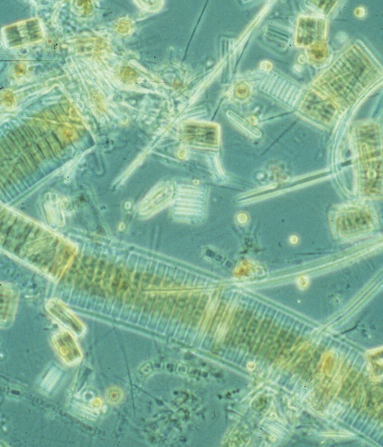 Plants and microbes – Australian Antarctic Program