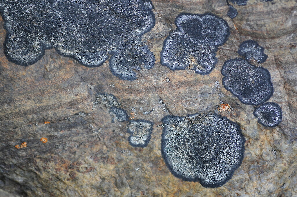 Lichens — Australian Antarctic Program
