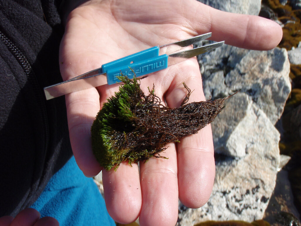 Mosses and liverworts — Australian Antarctic Program