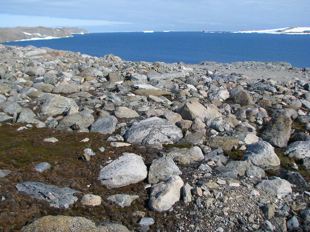 Mosses and liverworts — Australian Antarctic Program Mosses and liverworts — Australian Antarctic Program