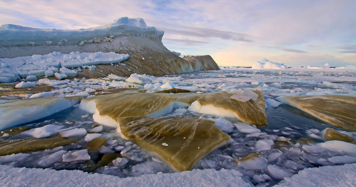 Algae – Australian Antarctic Program