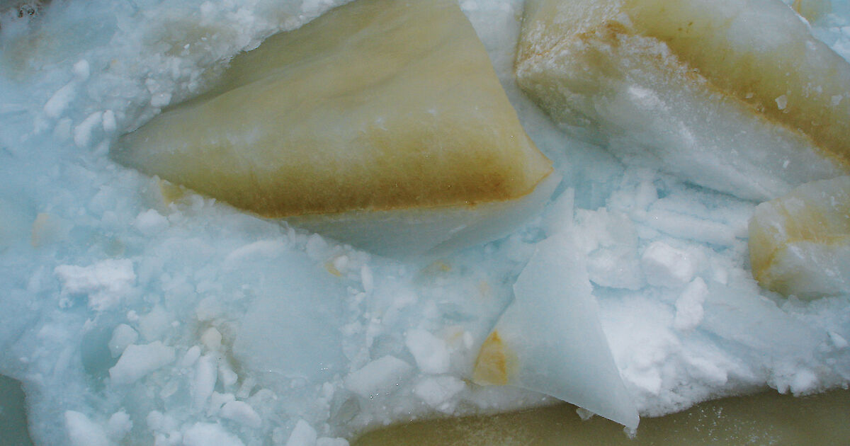 Algae – Australian Antarctic Program