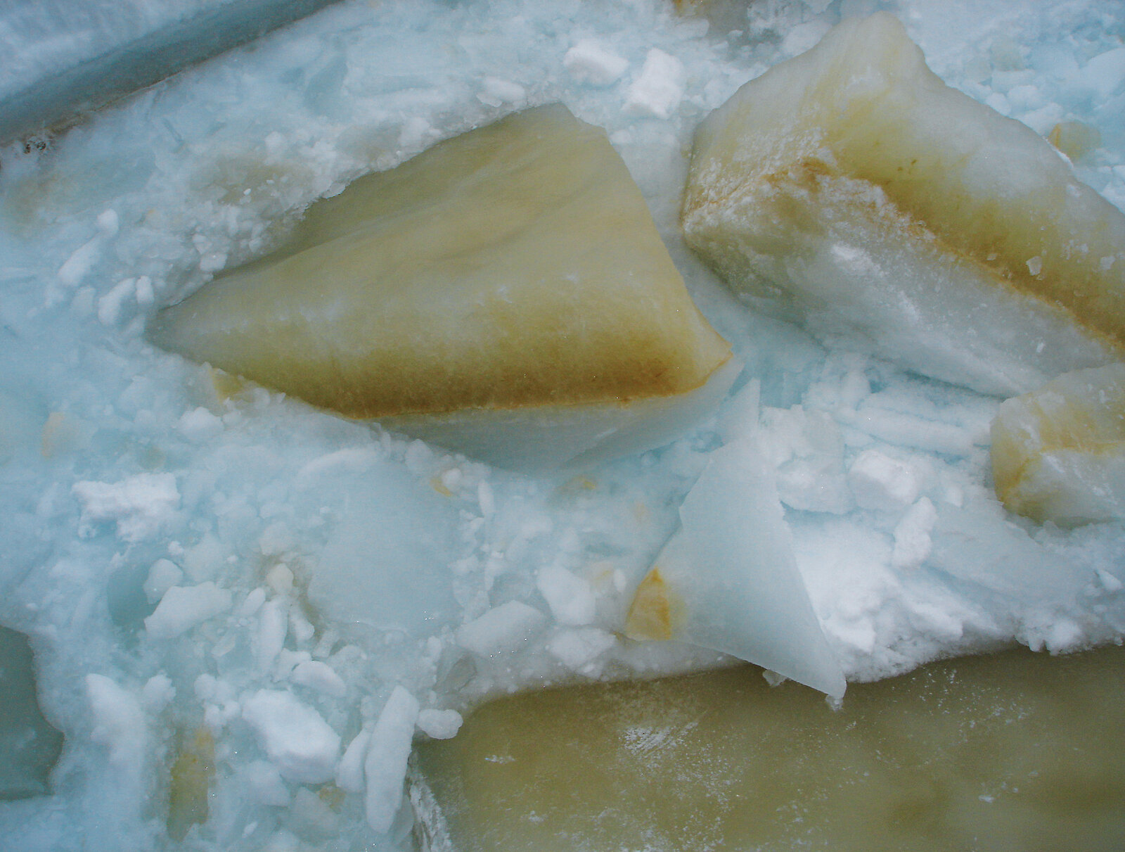 Algae – Australian Antarctic Program