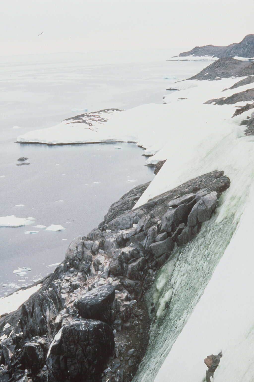 Snow algae — Australian Antarctic Program