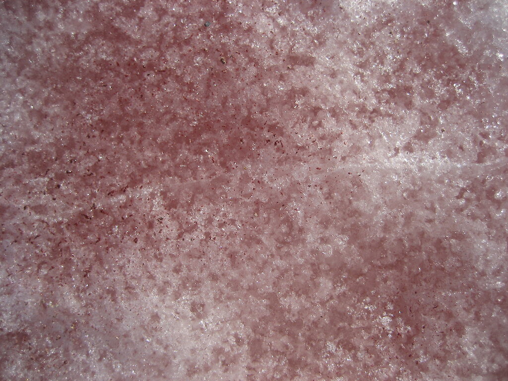 Snow algae — Australian Antarctic Program