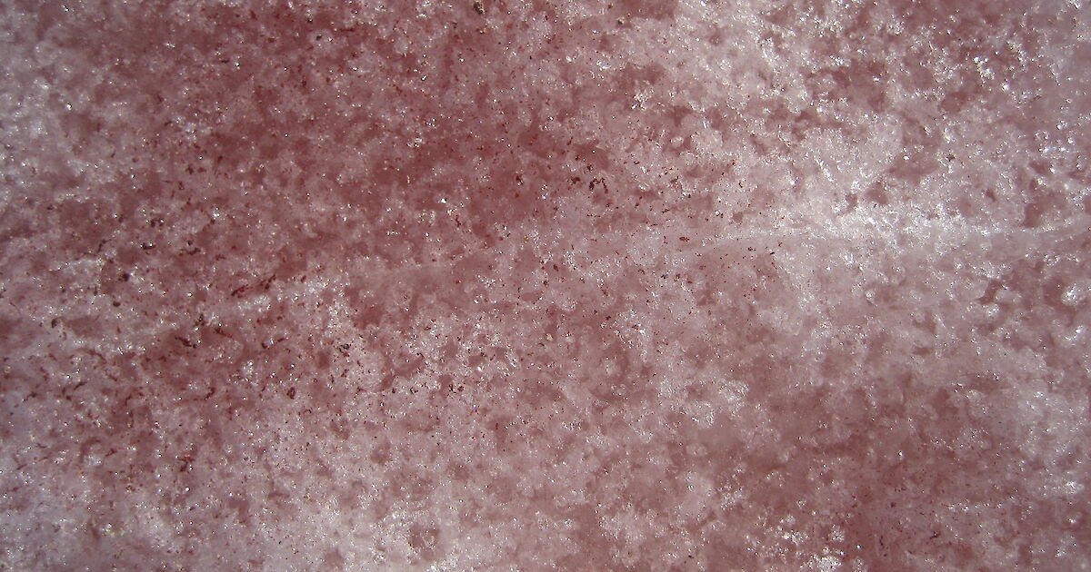 Snow algae – Australian Antarctic Program