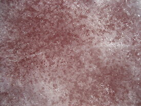 Snow algae — Australian Antarctic Program