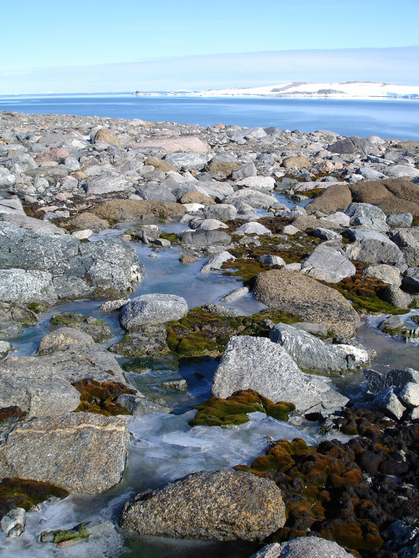 Casey: the Daintree of Antarctica — Australian Antarctic Program