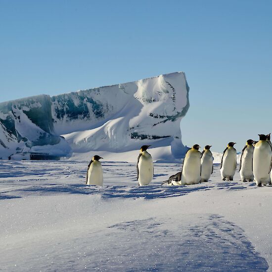 Icebergs and ice photo gallery — Australian Antarctic Program