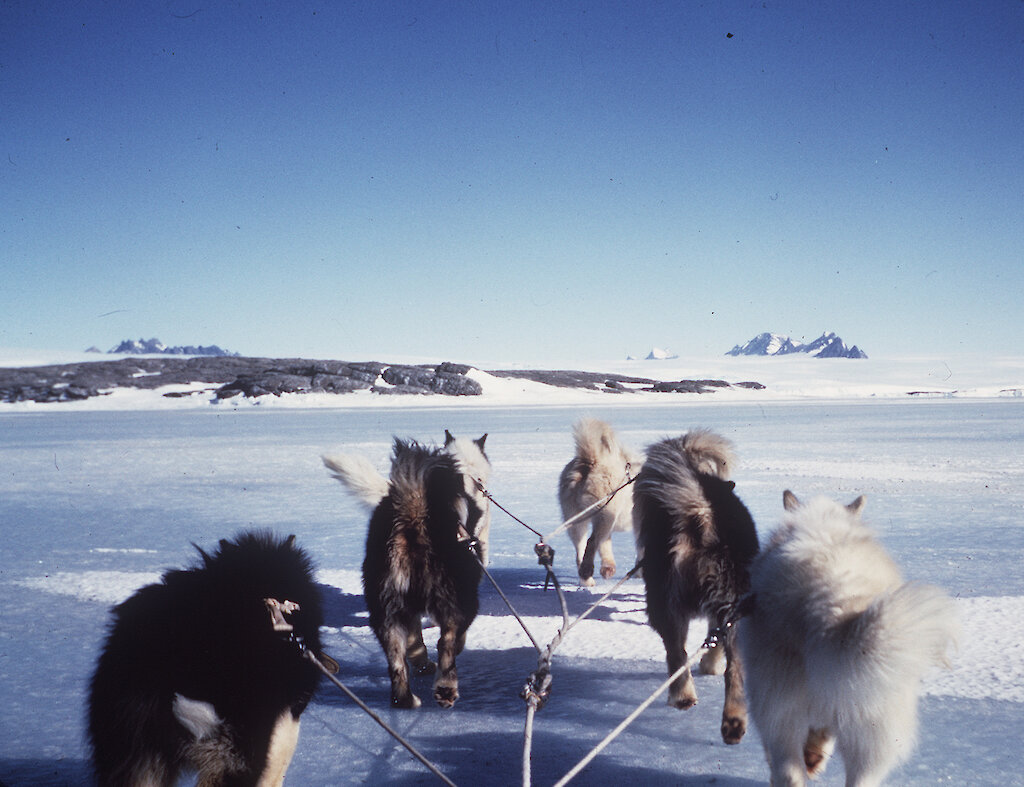 Huskies — Australian Antarctic Program