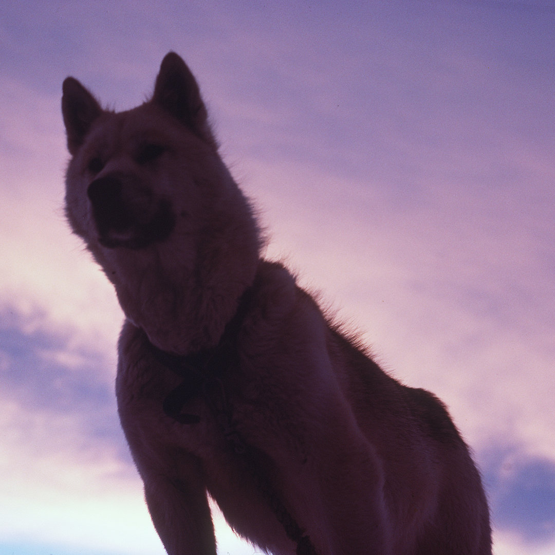 Huskies — Australian Antarctic Program