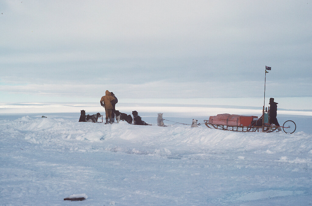 Huskies — Australian Antarctic Program